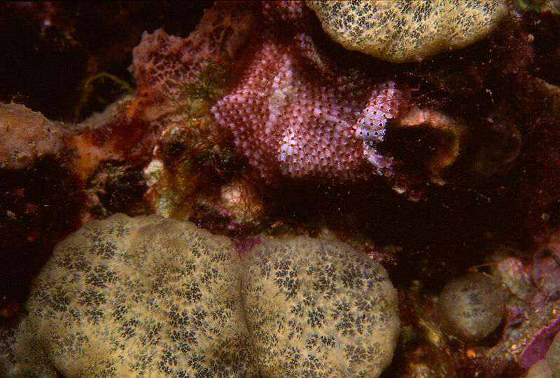 Définition | Éponge - Porifère - Spongiaire - Éponge de mer