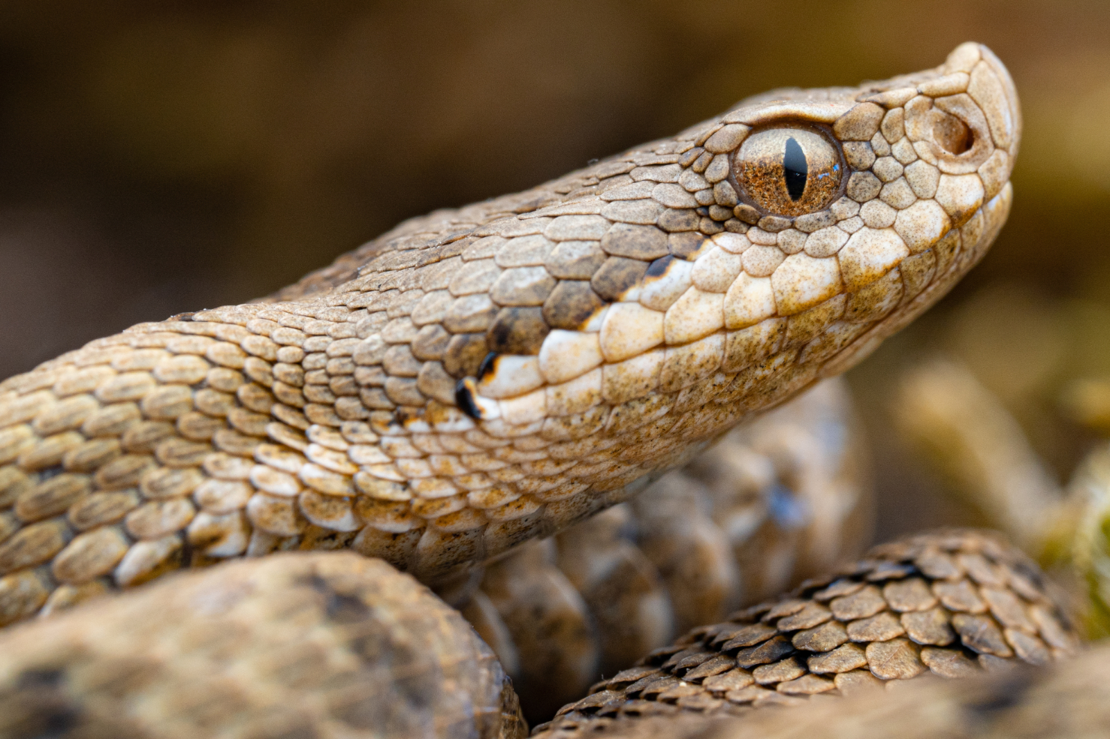 Le saviez-vous ? Un serpent dans votre jardin dit beaucoup de la santé ...