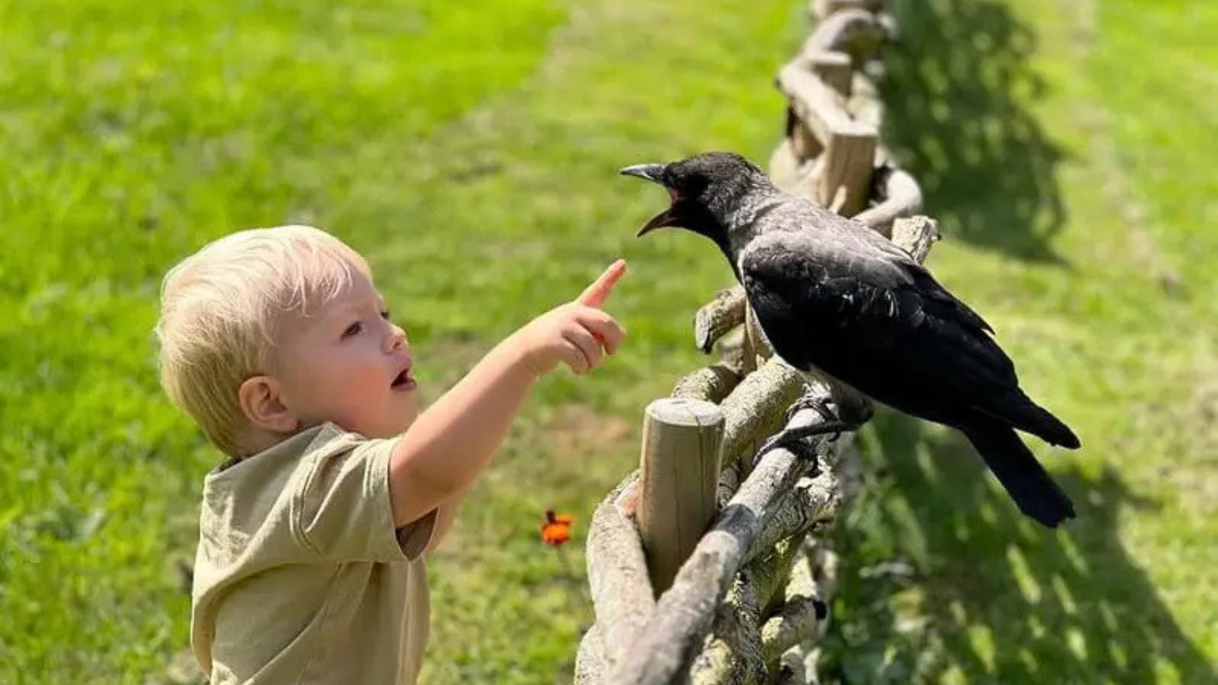 L’histoire bouleversante d’un corbeau et d’un enfant devenus inséparables