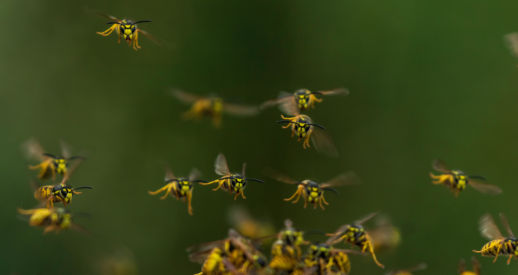 Abeille, frelon, guêpe : les règles d’or pour éviter les attaques cet ...