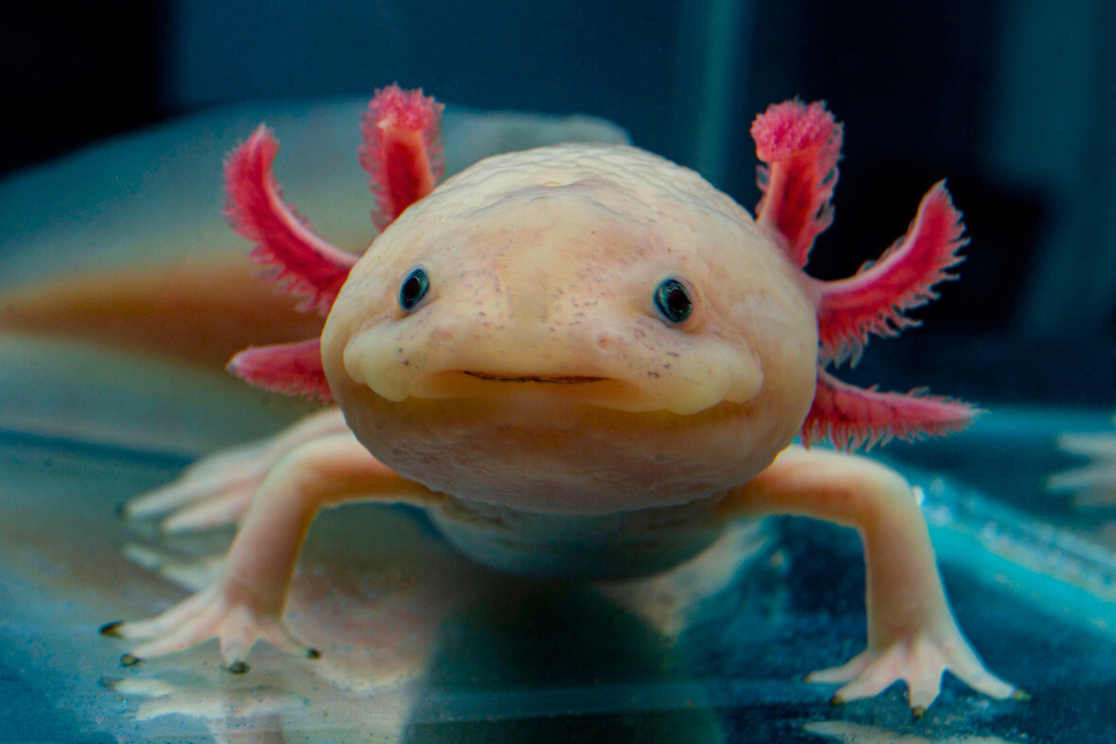 Pourquoi certains animaux peuvent-ils faire repousser leurs membres ...