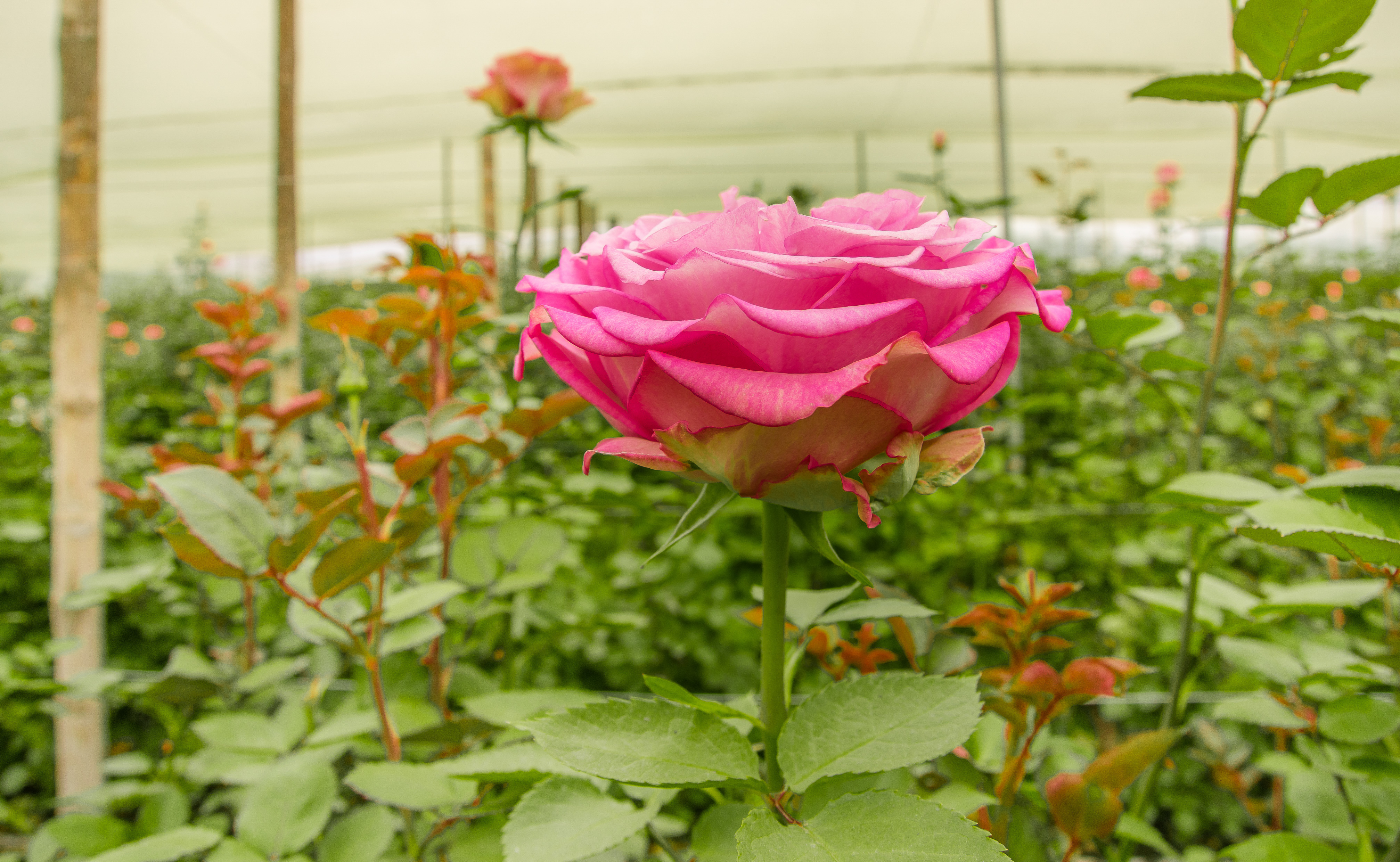 Quelles sont les roses les plus écologiques à offrir pour la Saint ...