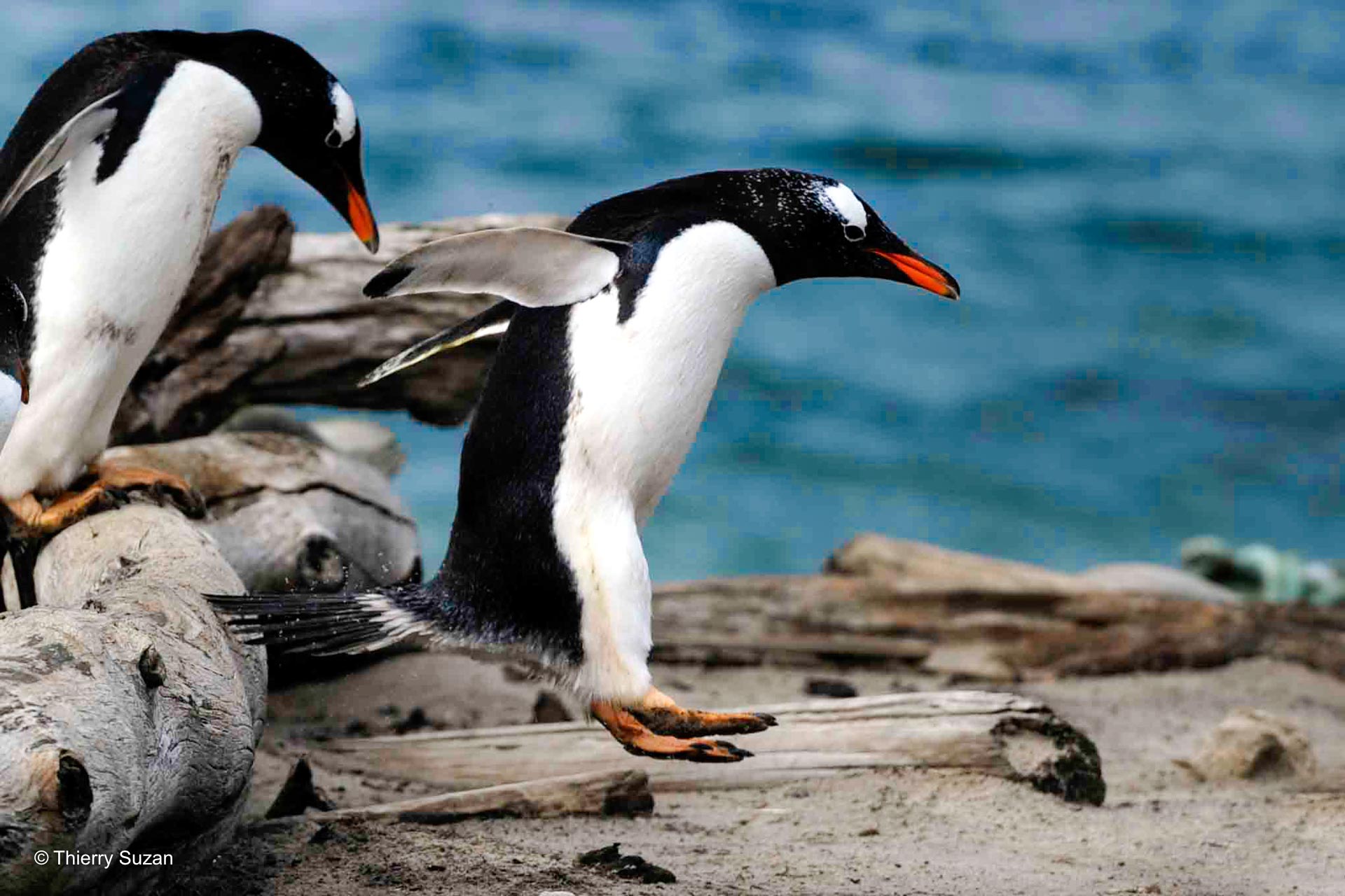 Antarctique : à la rencontre des manchots papous dans les confins australs
