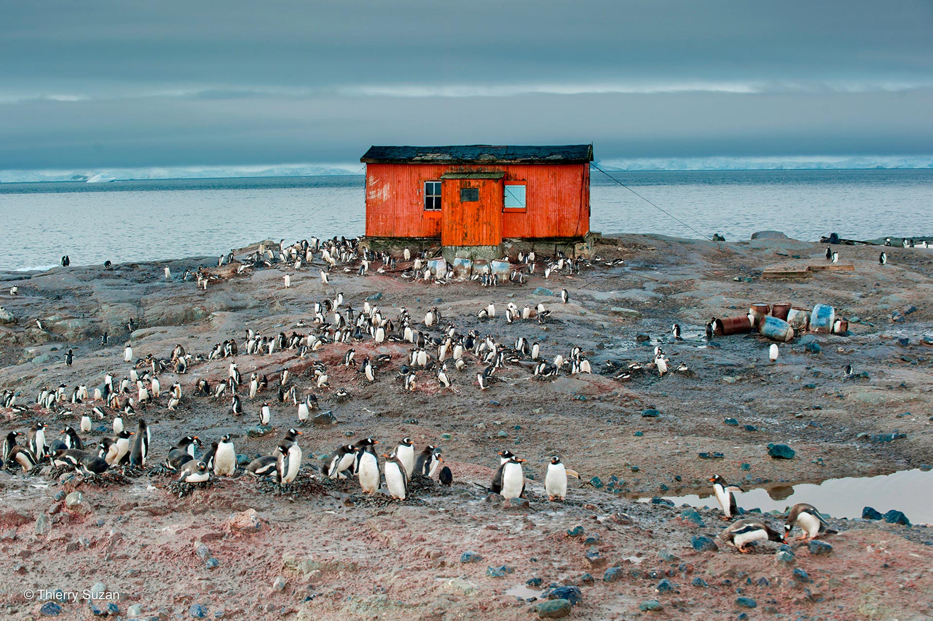 Antarctique : à la rencontre des manchots papous dans les confins australs