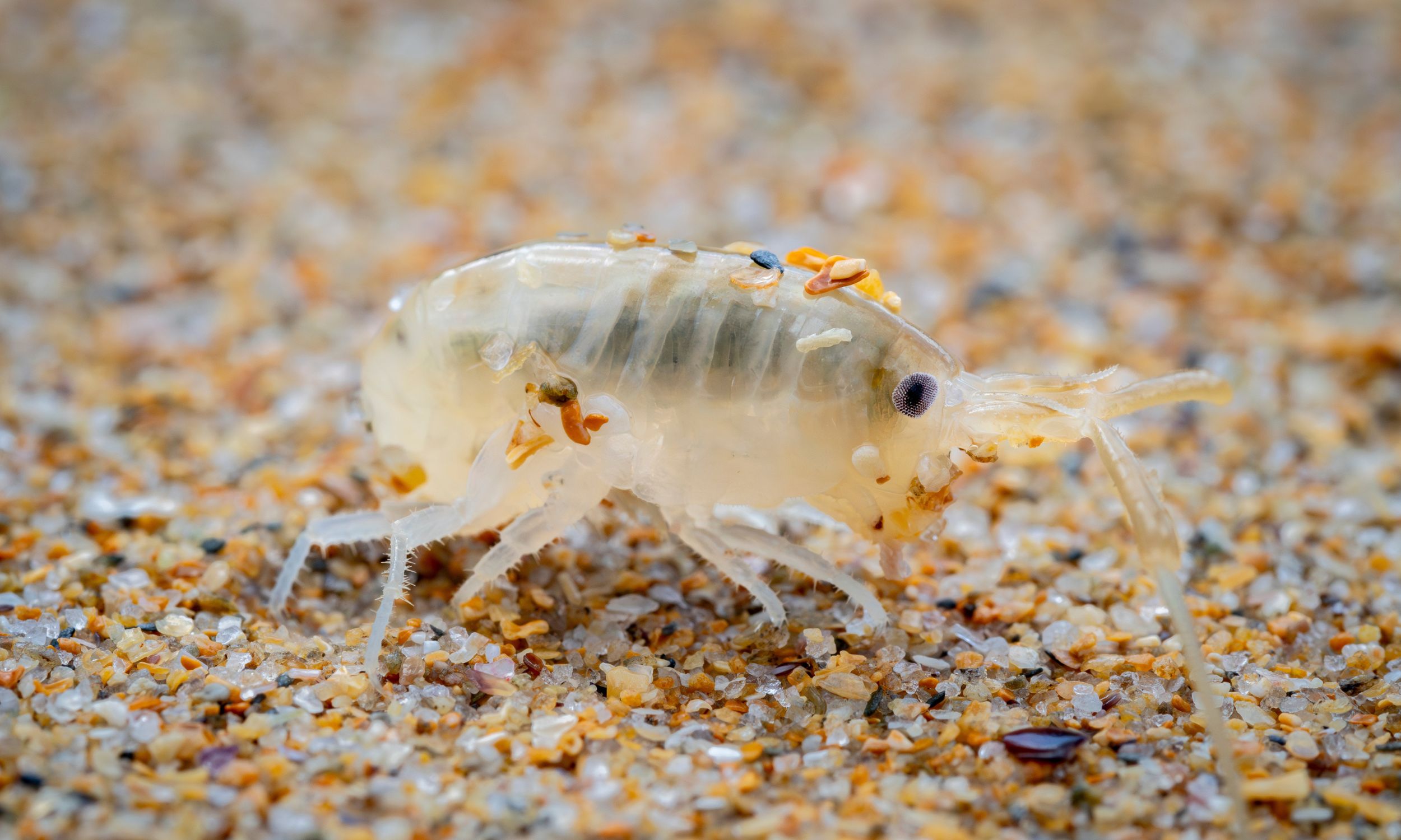 Comment se protéger des puces des sables