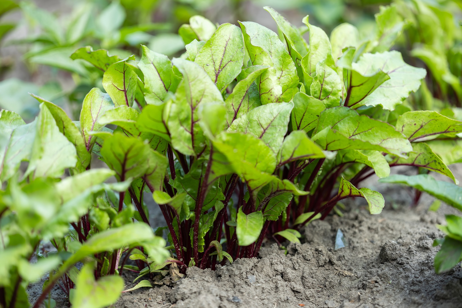 Comment réussir le semis des betteraves rouges