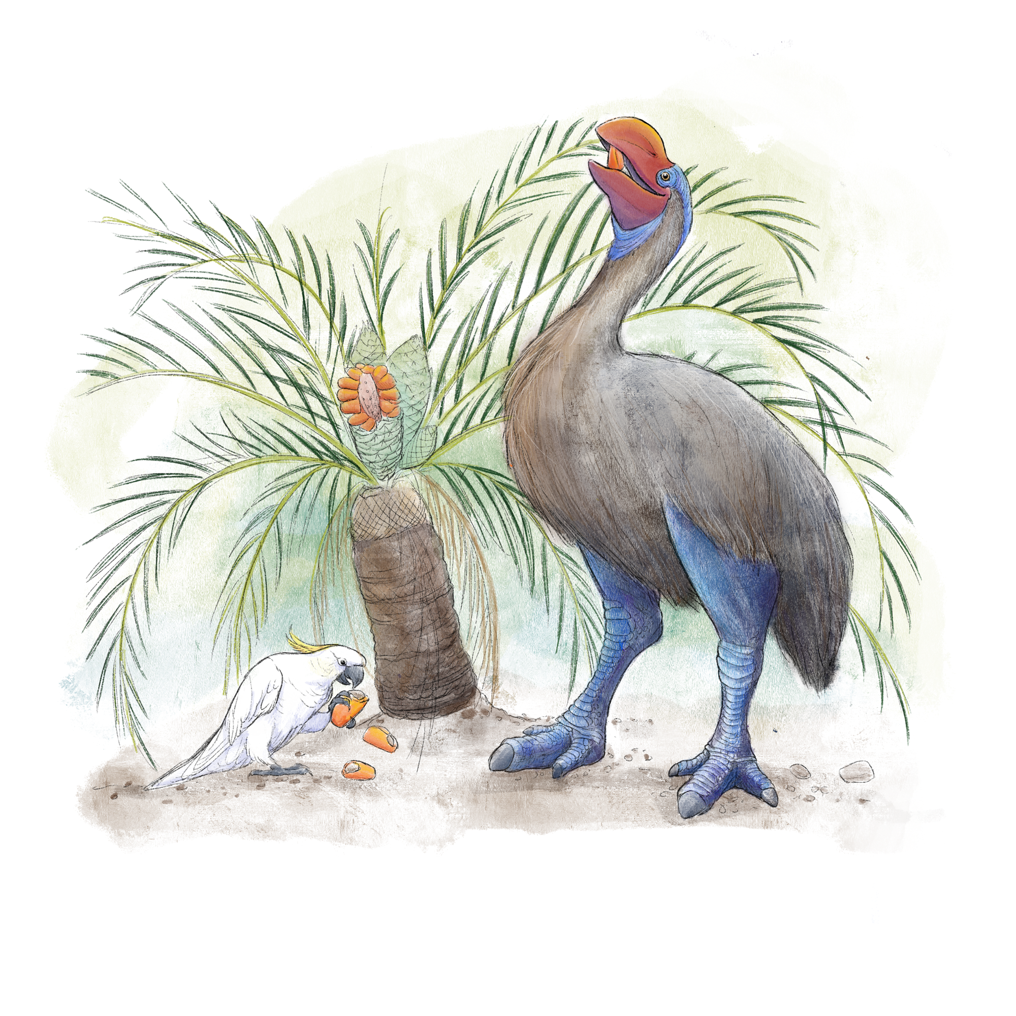 Il y a 50 000 ans, l’Australie était peuplée d’étranges oies géantes