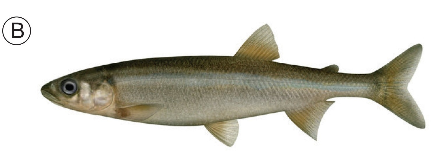 Ce fossile est si bien conservé qu’il raconte une scène de vie d’il y a ...