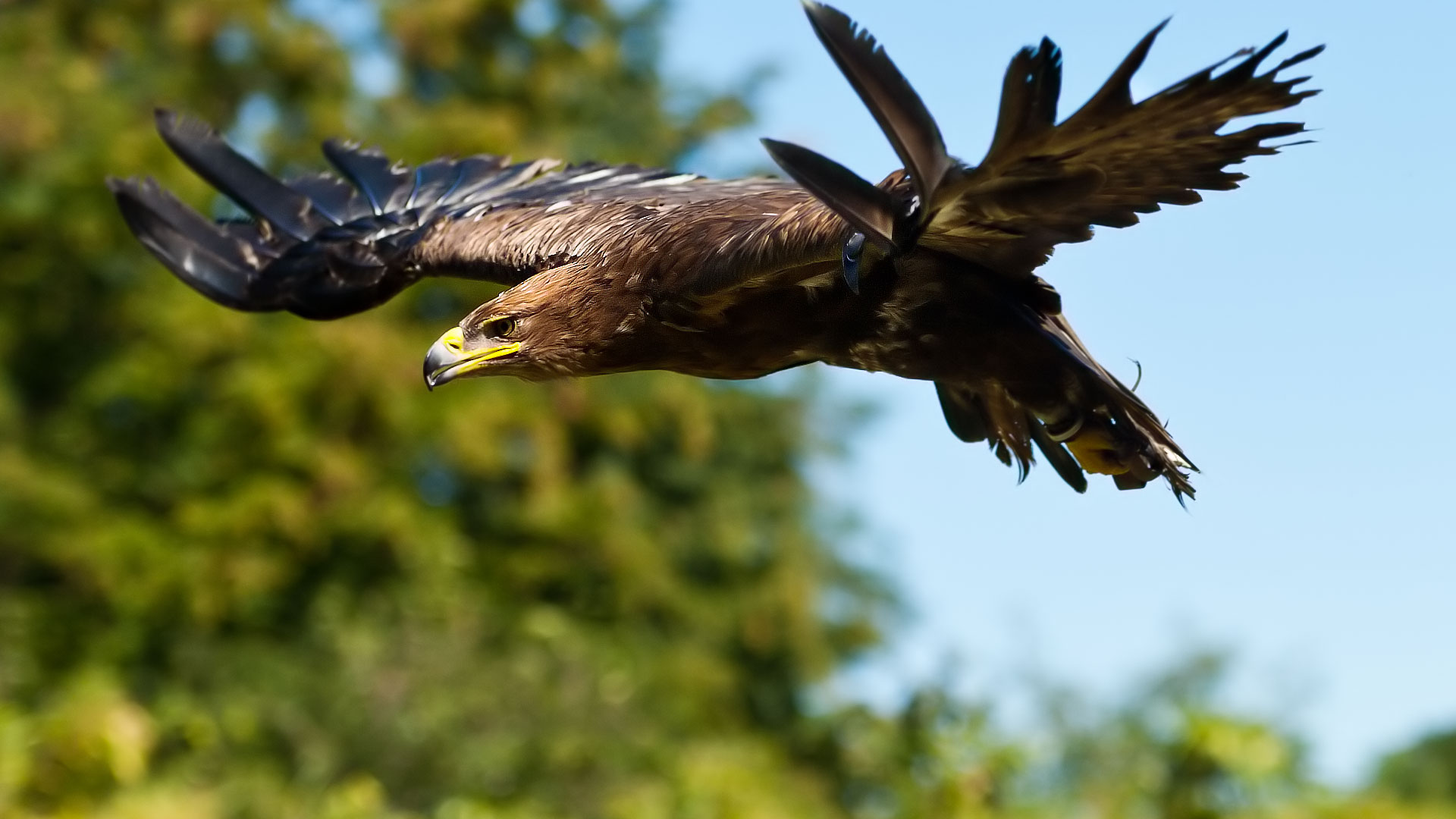 Aigle Royal En Vol Un Aigle Royal Est N Dans Le Val De Travers